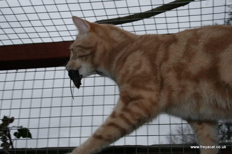 Funny blog about A Cat Called Freya and her brother, titchy Teego - Part 3